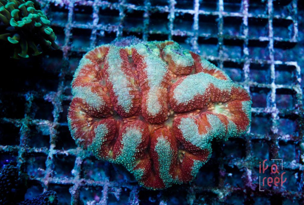 Symphyllia Blue With Red Mouth WYSIWYG - if a reef