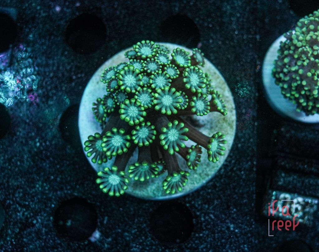Alveopora Small Frag WYSIWYG - if a reef