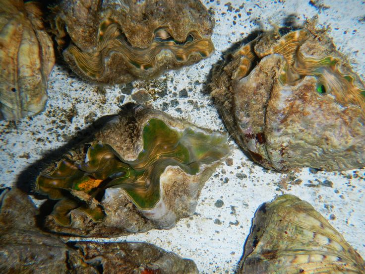 Hippopus Hippopus Clam - if a reef