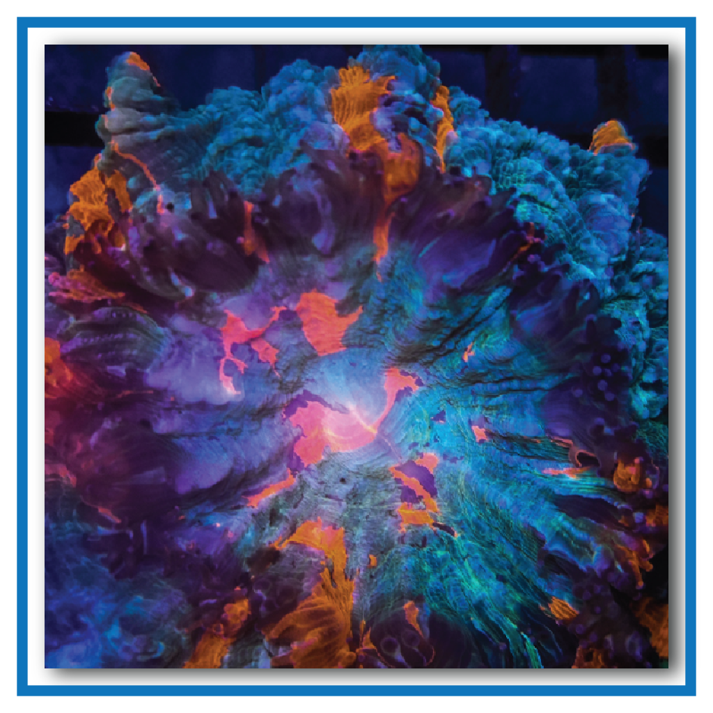 Αρχική - if a reef